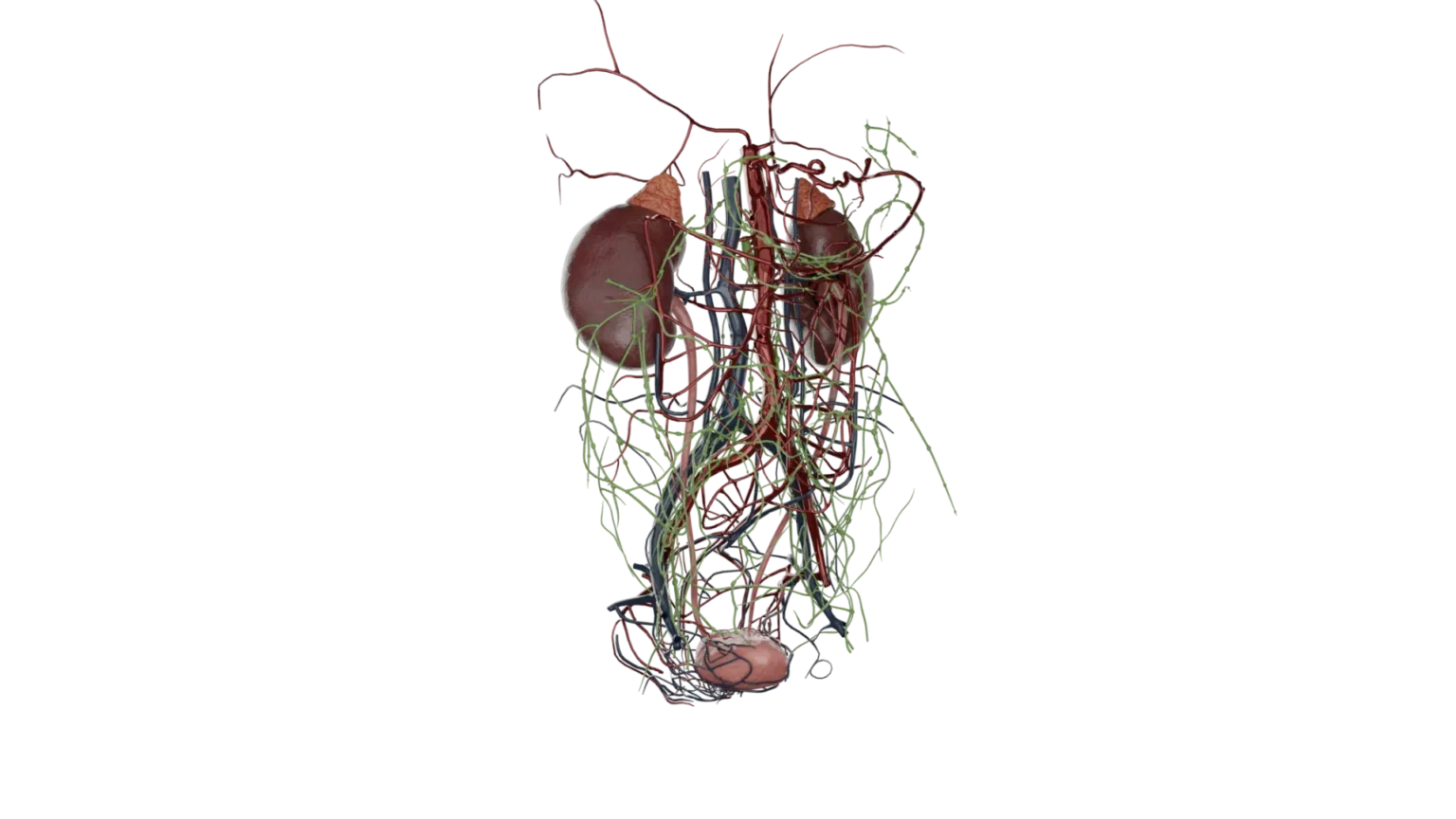 3D Anatomy Models of Male Body | VOKA